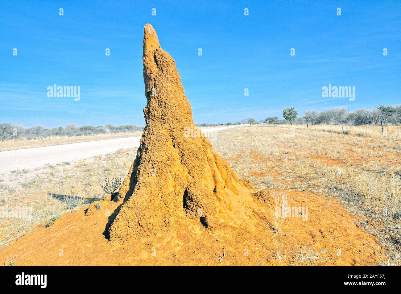 Blue termite hi-res stock photography and images - Alamy