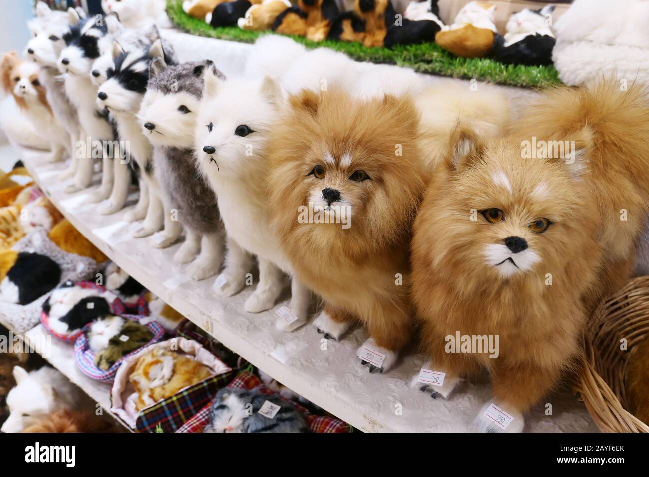 Toy group dogs hi-res stock photography and images - Alamy