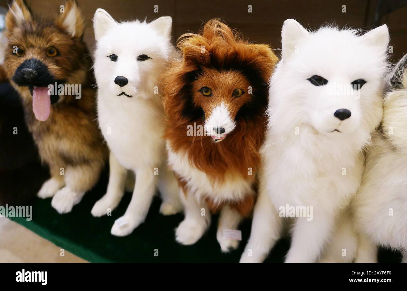 Toy group dogs hi-res stock photography and images - Alamy