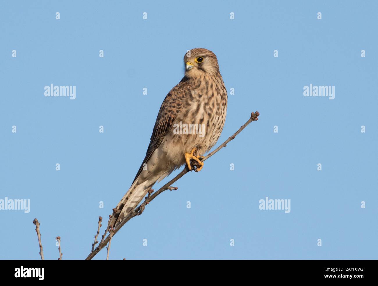 Rspb st aidans hi-res stock photography and images - Alamy