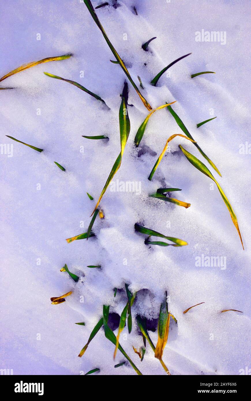 Winter rye green sprouts covered with snow, natural organic background ...