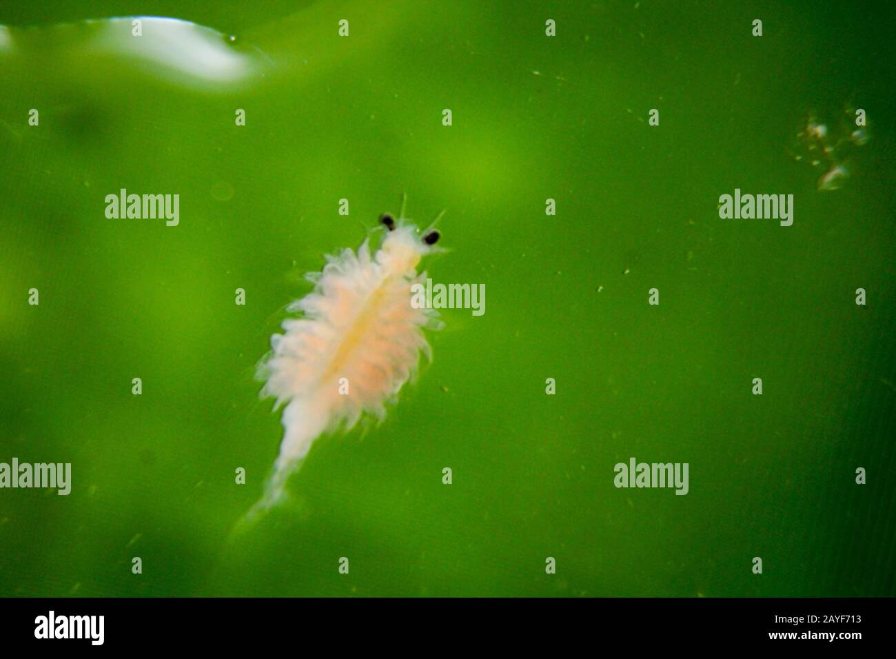 extreme macro of an artemia, saltwater cancer, macro of microorganisms ...