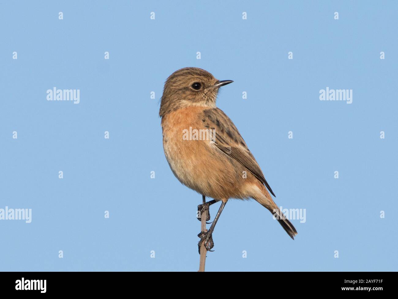 Rspb st aidans hi-res stock photography and images - Alamy