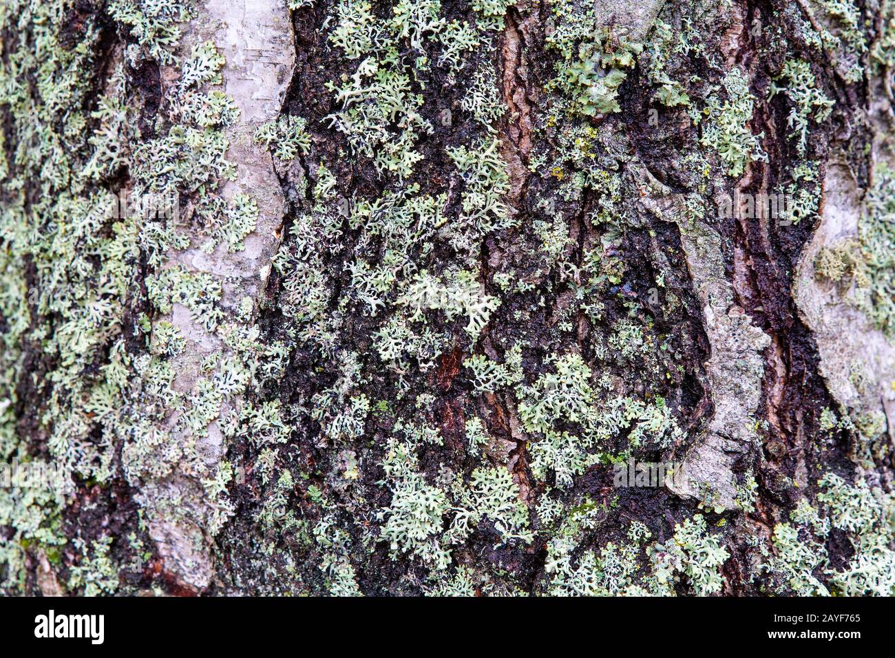 Lichen lichens tree trunk hi-res stock photography and images - Alamy