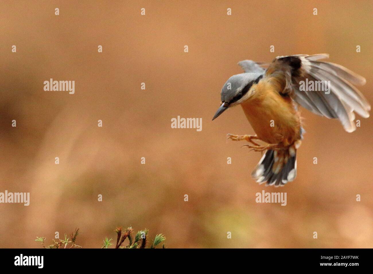 Nuthatch in flight Stock Photo - Alamy