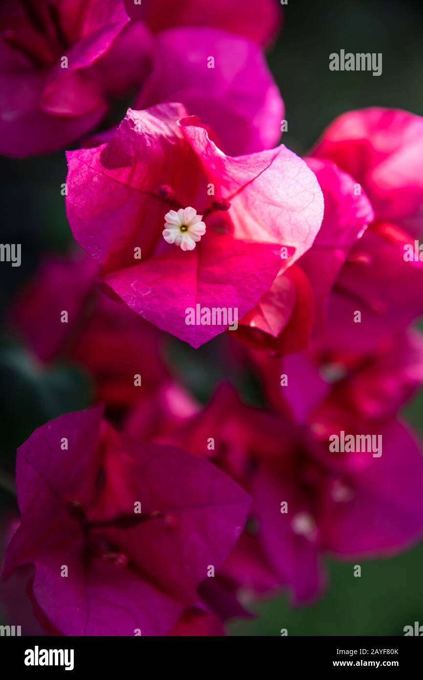 Pink cone ginger hi-res stock photography and images - Alamy