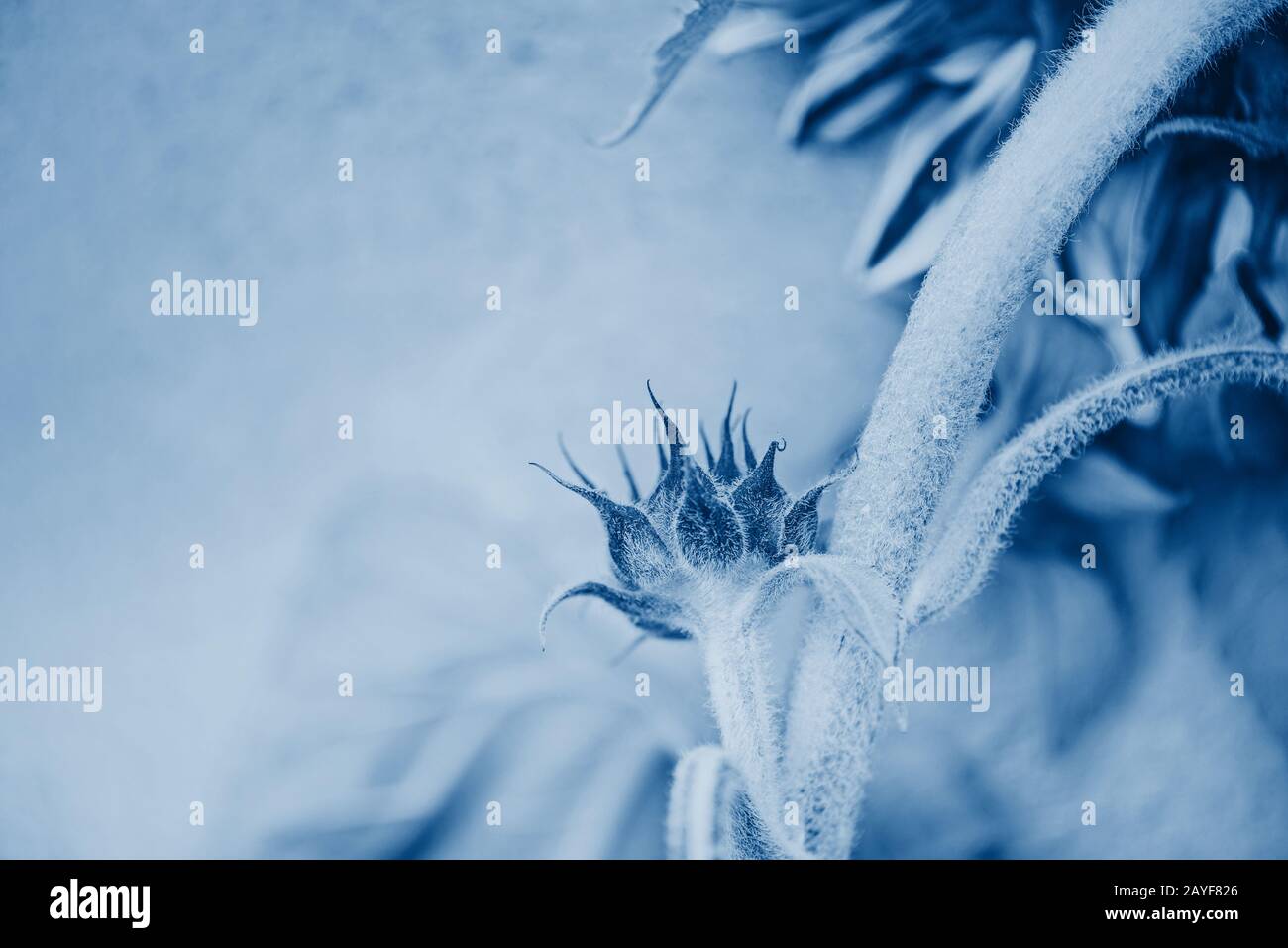 Classic colors hi-res stock photography and images - Alamy