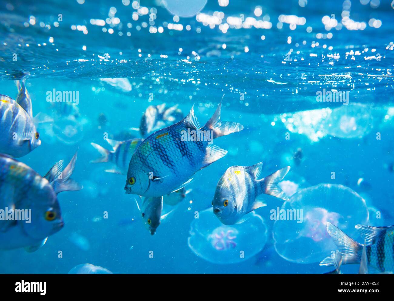 Sun ray beam fish underwater hi-res stock photography and images - Alamy