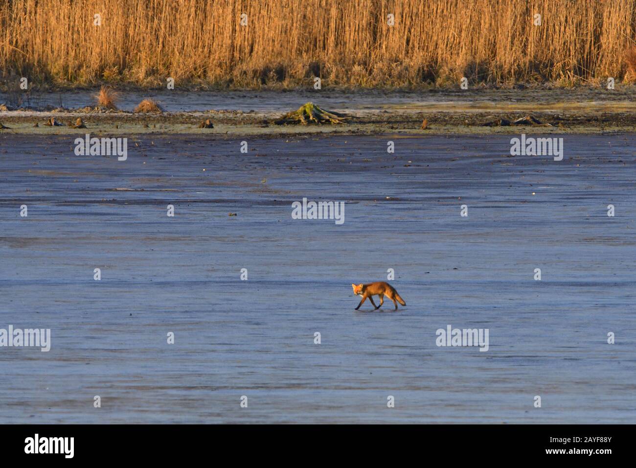 Red fox on a pond Stock Photo - Alamy