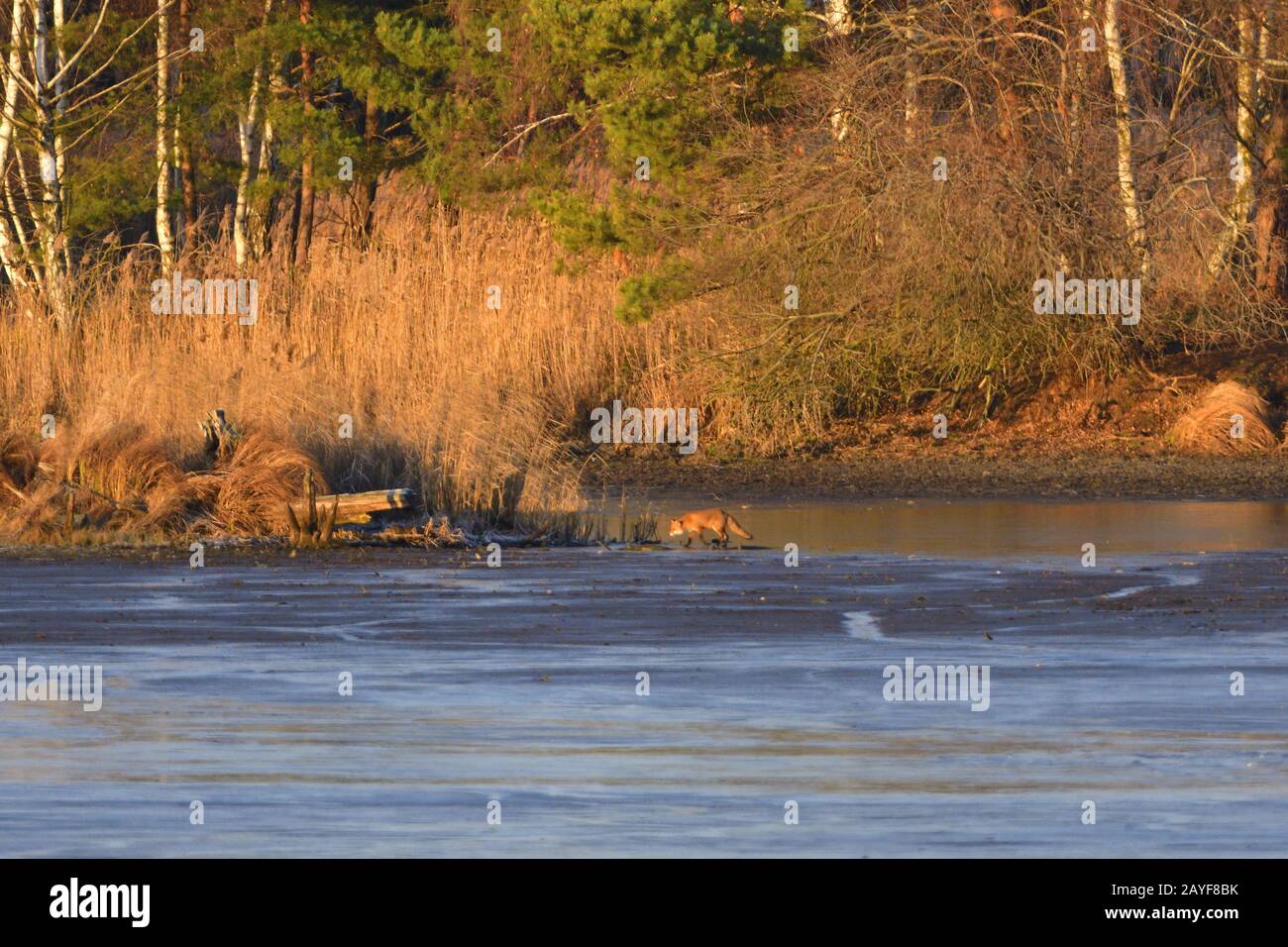 Red fox on ice frozen hi-res stock photography and images - Alamy
