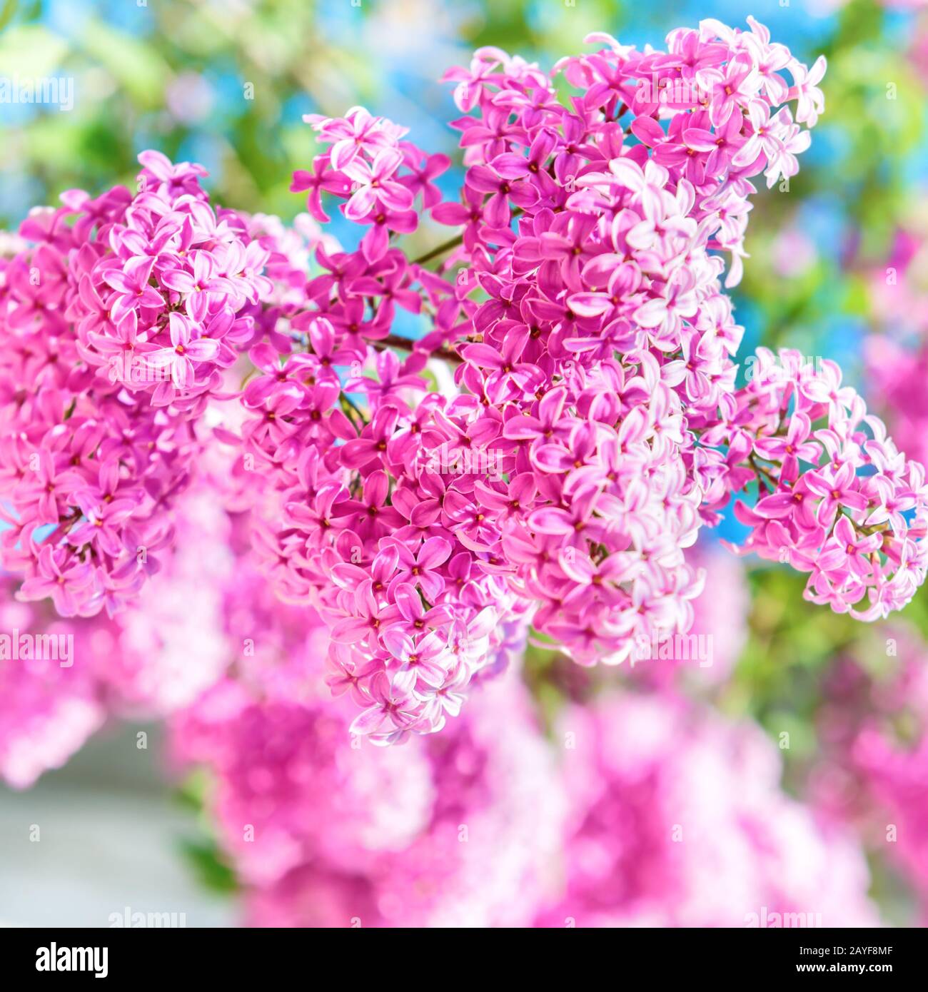 The branch is beautiful hi-res stock photography and images - Alamy