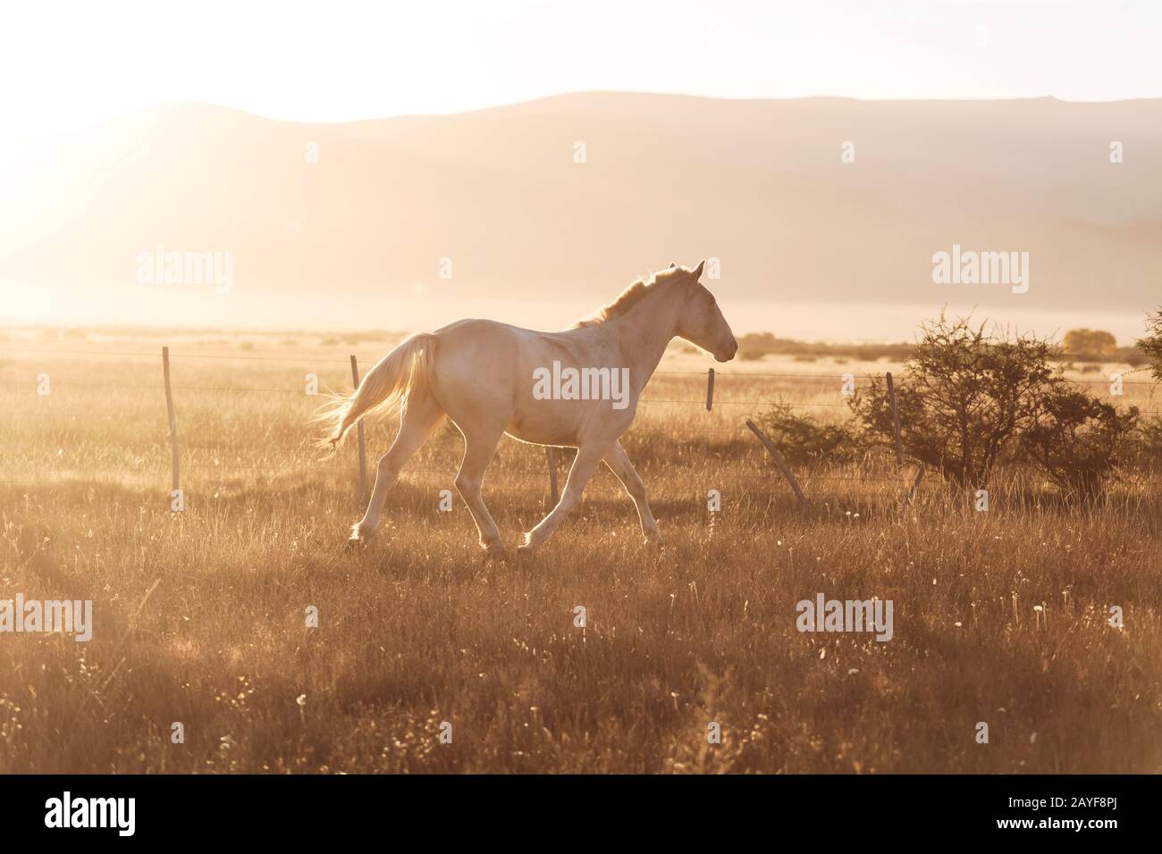 Majestic dawn horse hi-res stock photography and images - Alamy