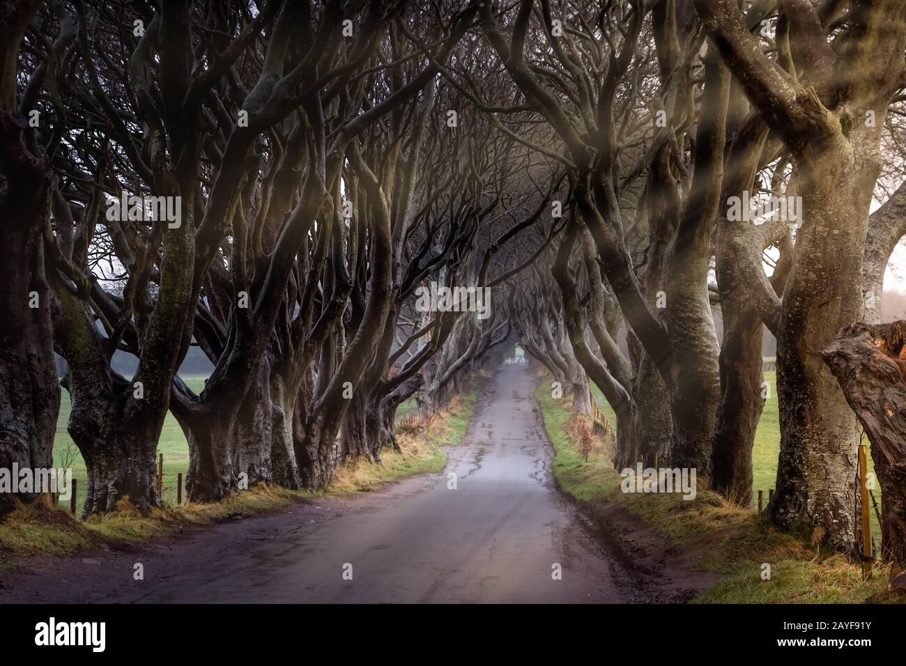Sunrise at The Dark Hedges County Antrim, Northern Ireland Stock Photo ...
