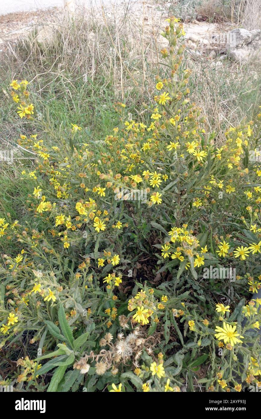 Sticky fleabane dittrichia viscosa hi-res stock photography and images ...