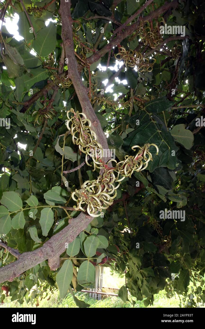 female inflorescences of the carob tree (Ceratonia siliqua Stock Photo ...