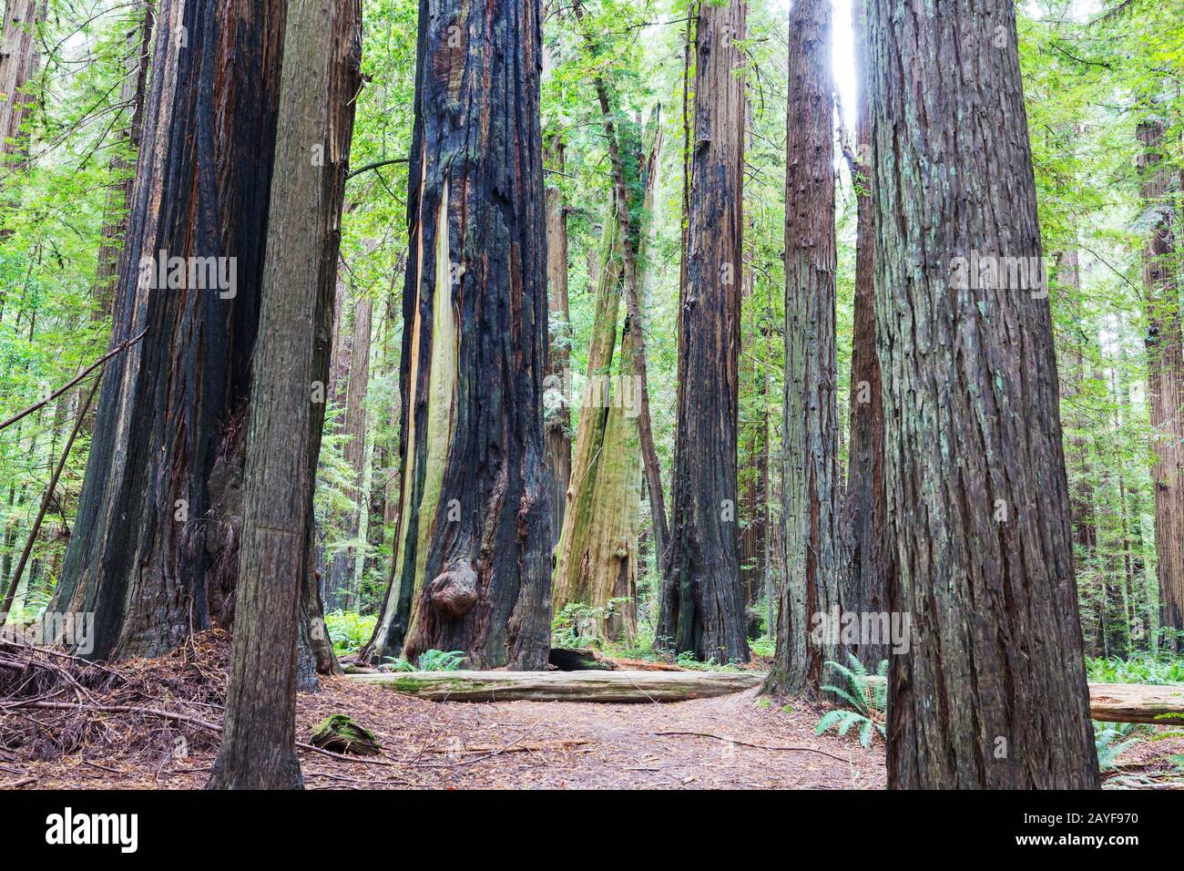 Jed wood hi-res stock photography and images - Alamy