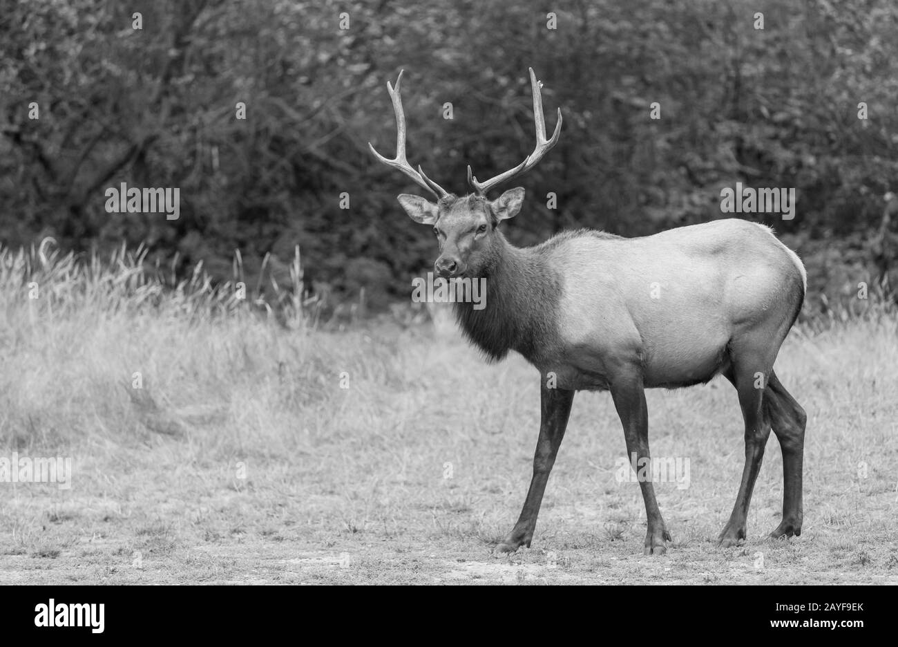 Deer mountains Black and White Stock Photos & Images - Alamy