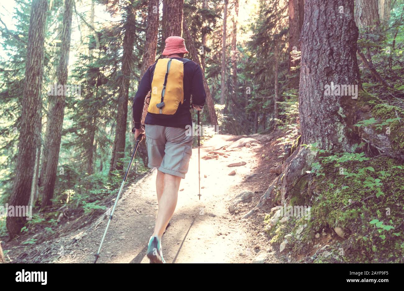 Hike in the forest Stock Photo - Alamy