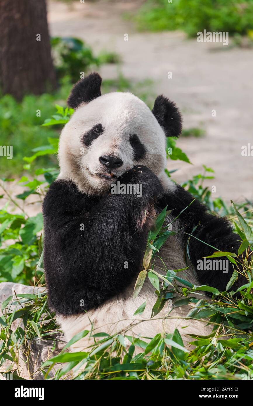 Giant panda baby hi-res stock photography and images - Alamy