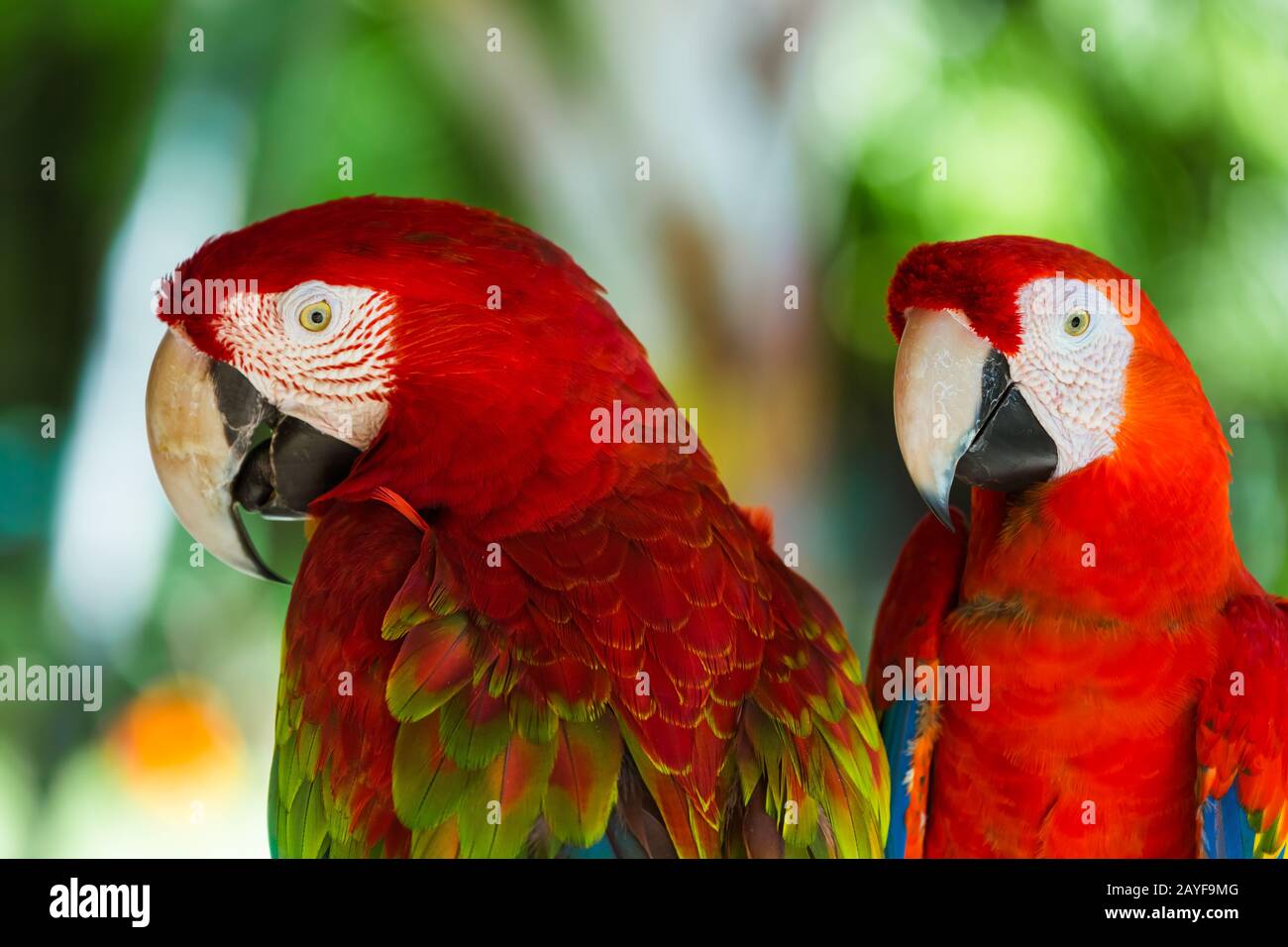 Parrots of indonesia hi-res stock photography and images - Alamy