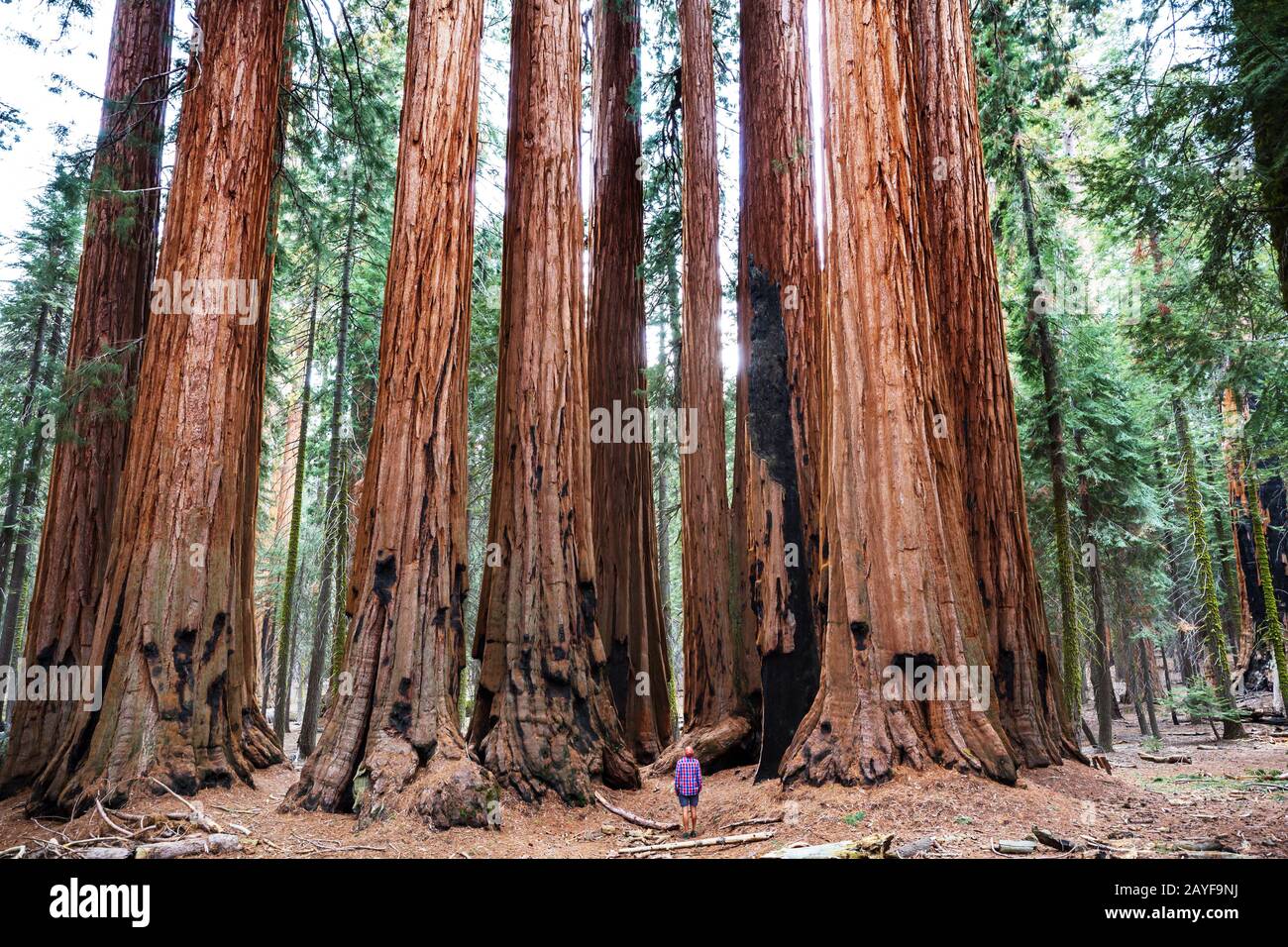 Sequoioideae hi-res stock photography and images - Alamy