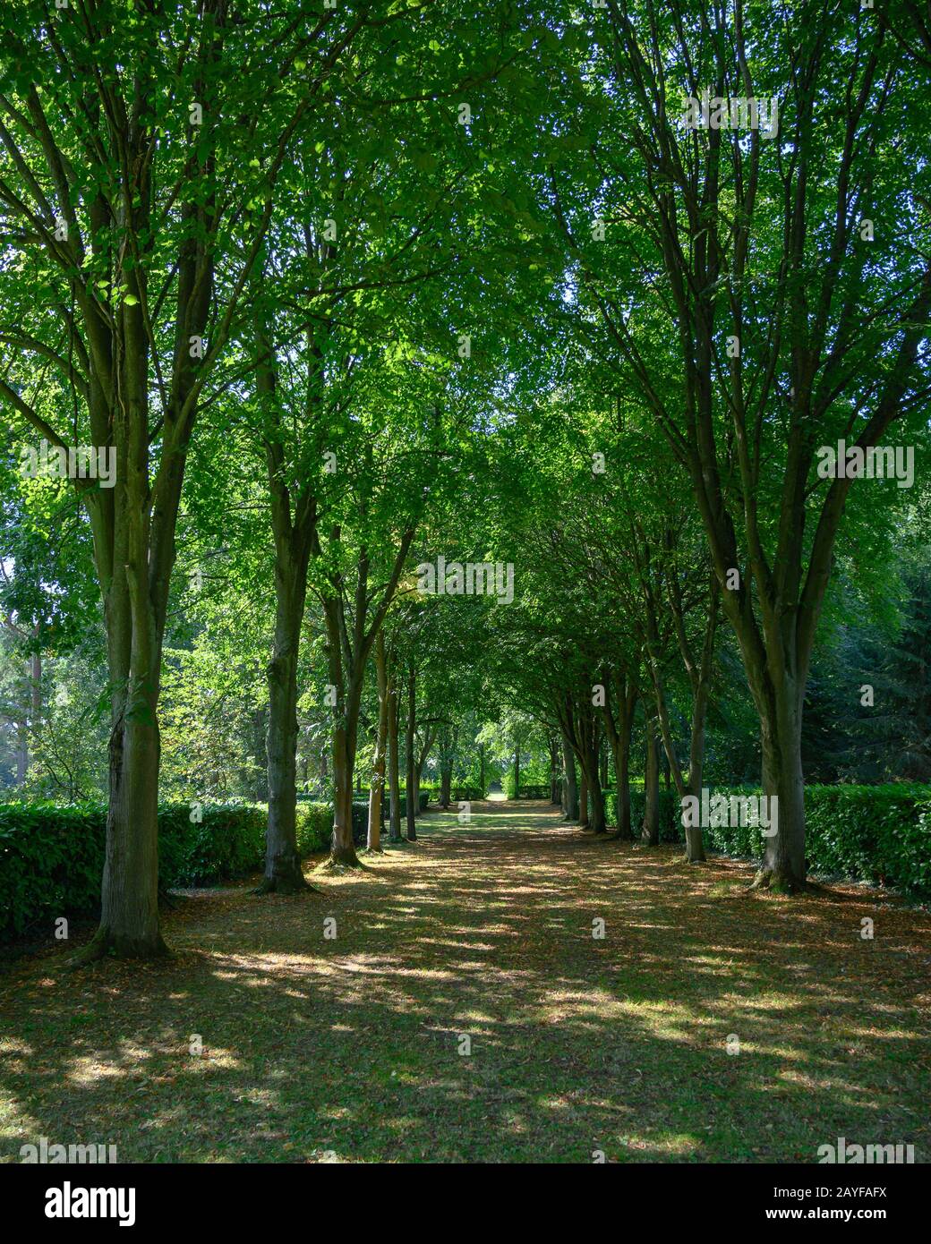 Tree Cathedral, Whipsnade Stock Photo - Alamy