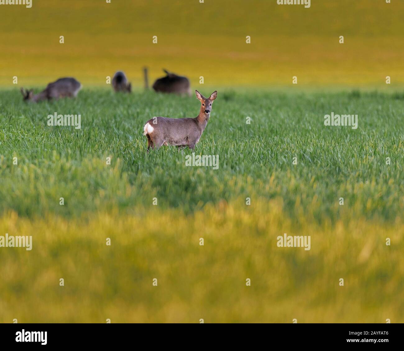 Grazing roe deer in meadow in evening Stock Photo - Alamy