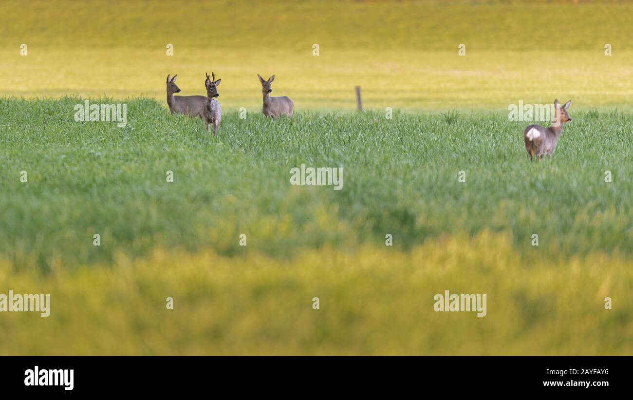 Four roe deer hi-res stock photography and images - Alamy