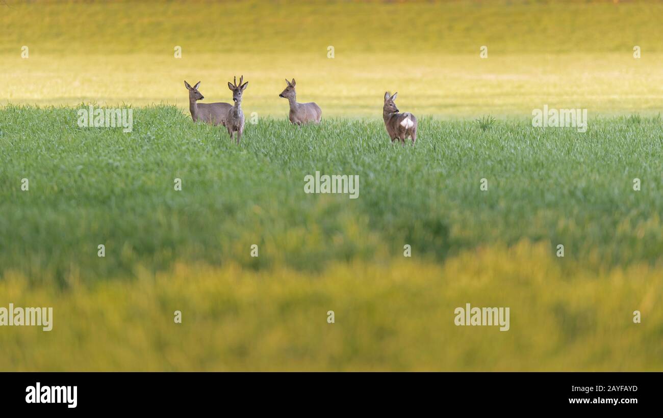 Four roe deer hi-res stock photography and images - Alamy