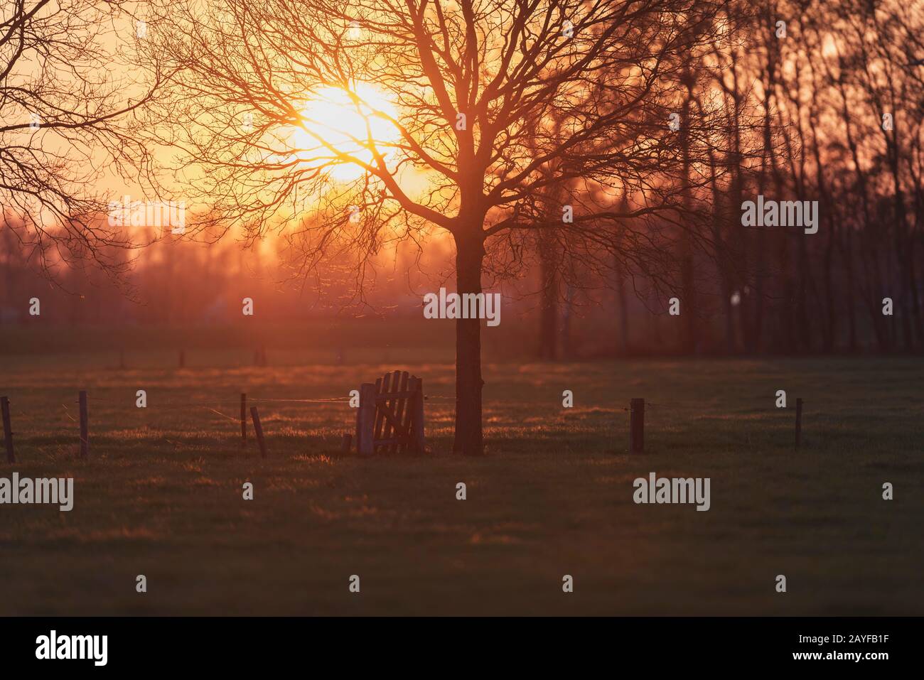 Meadow with tree and fence with wooden passage during sunset Stock ...