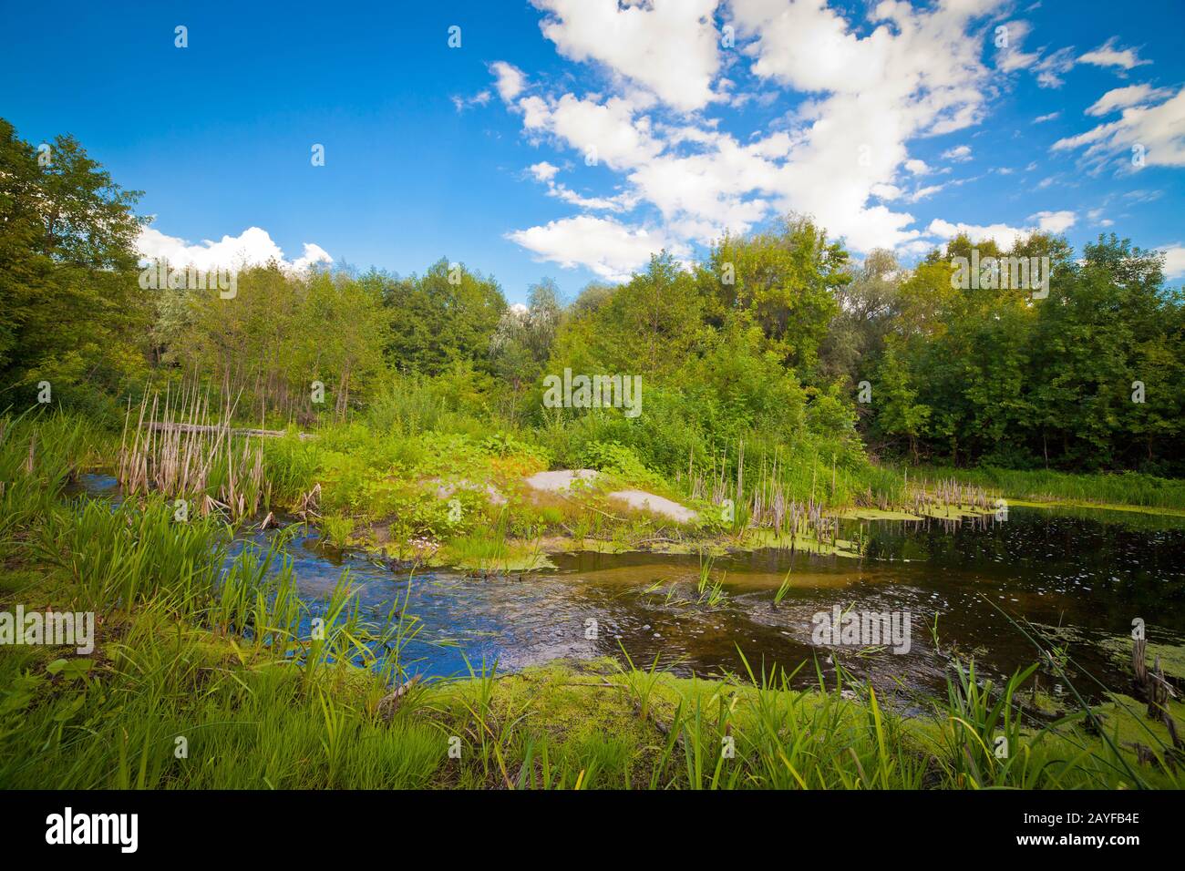 summer landscape with river sky and surrounding plants Stock Photo - Alamy