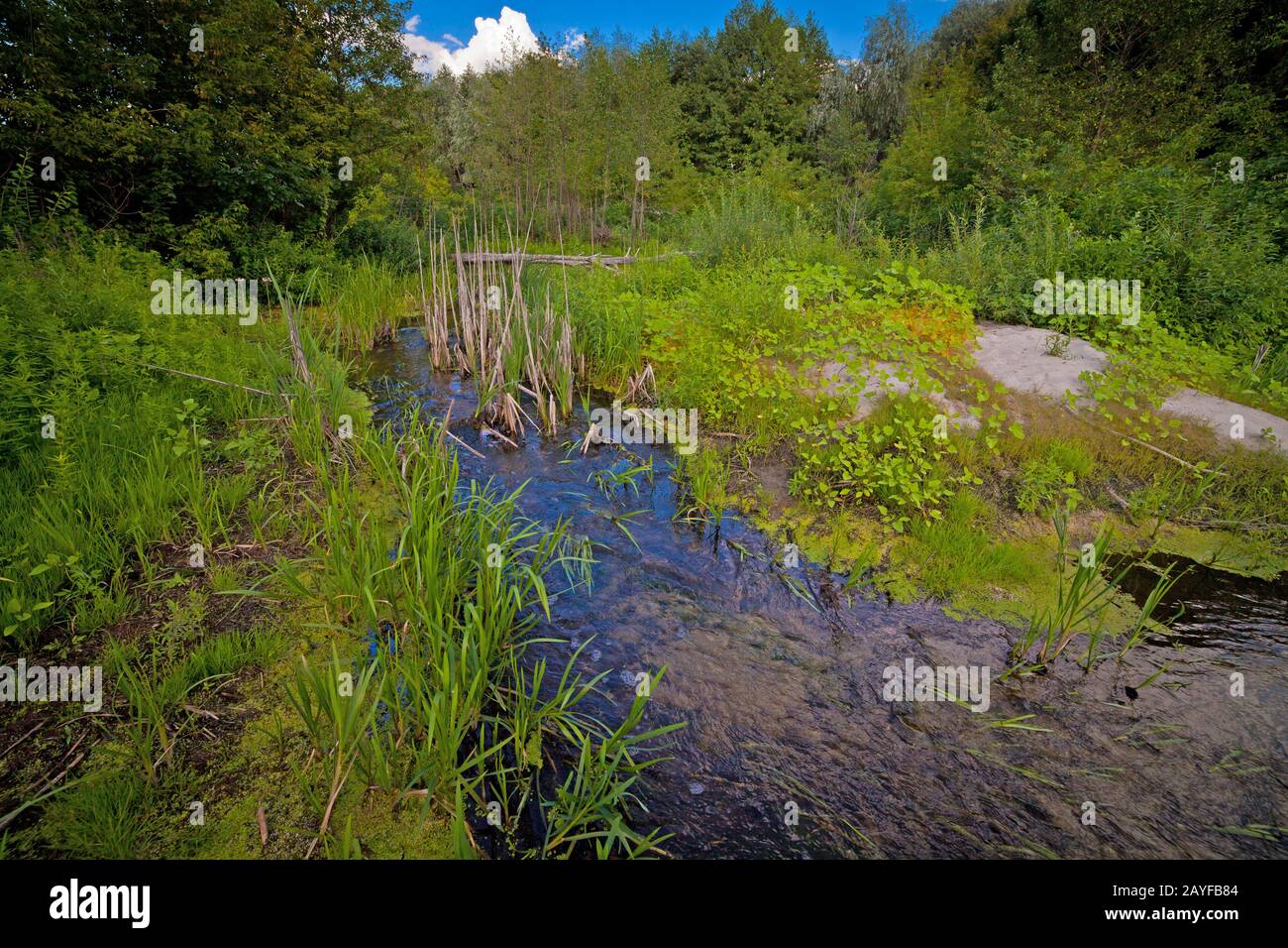 summer landscape with river sky and surrounding plants Stock Photo - Alamy