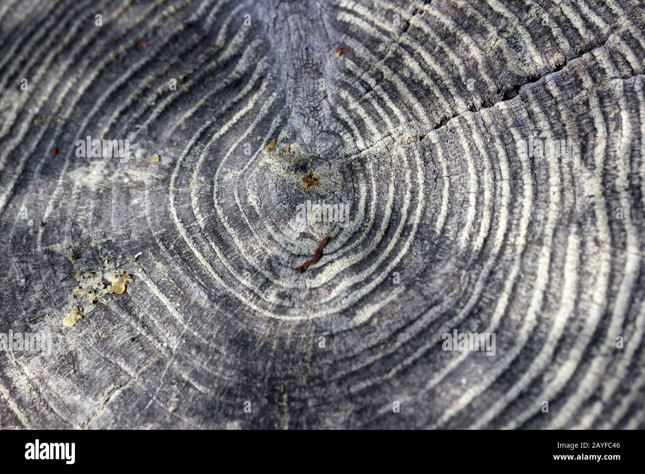 Tree Rings Texture Background Abstract Stock Photo - Alamy