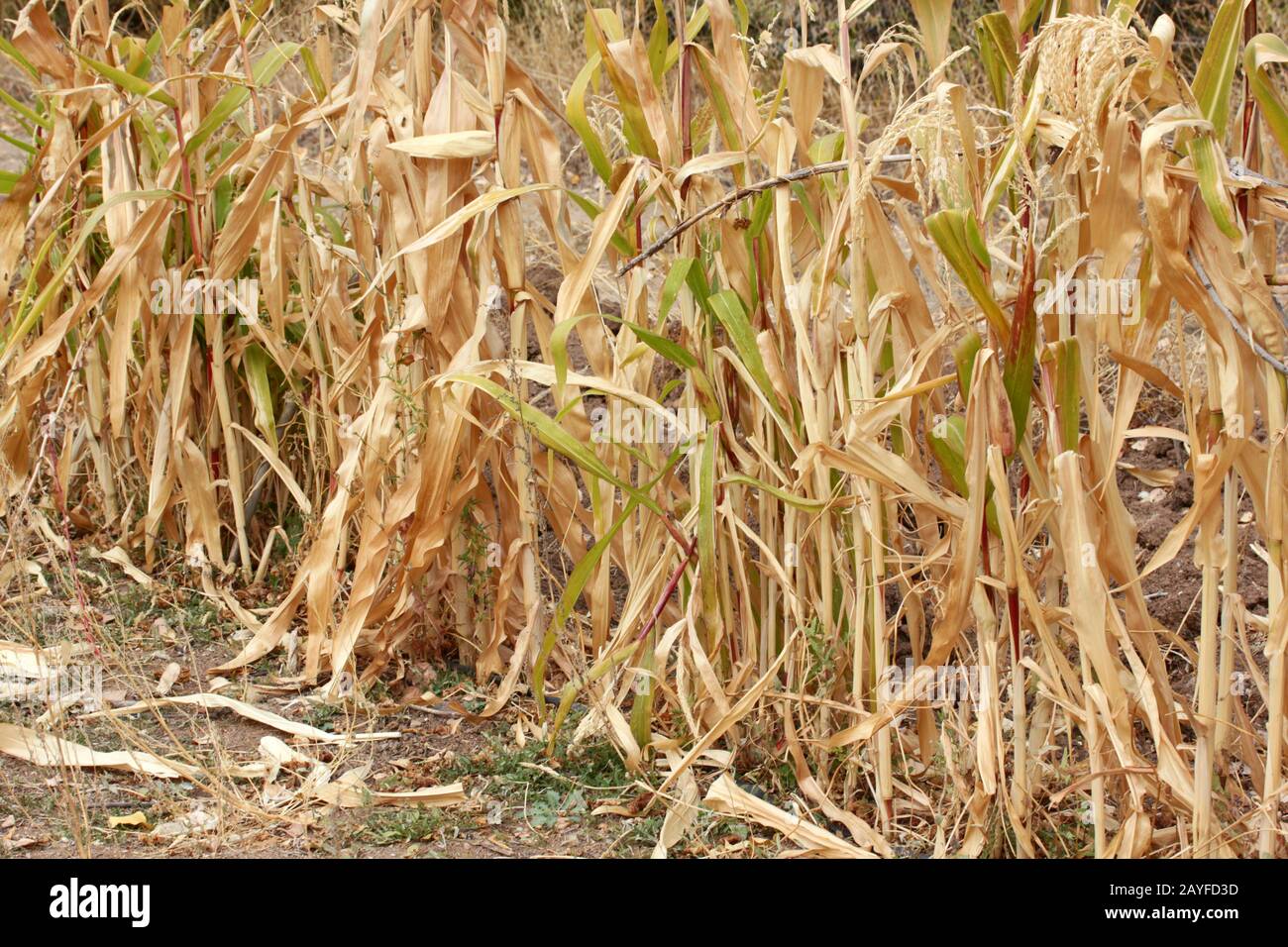 dried corn field - nature image Stock Photo - Alamy