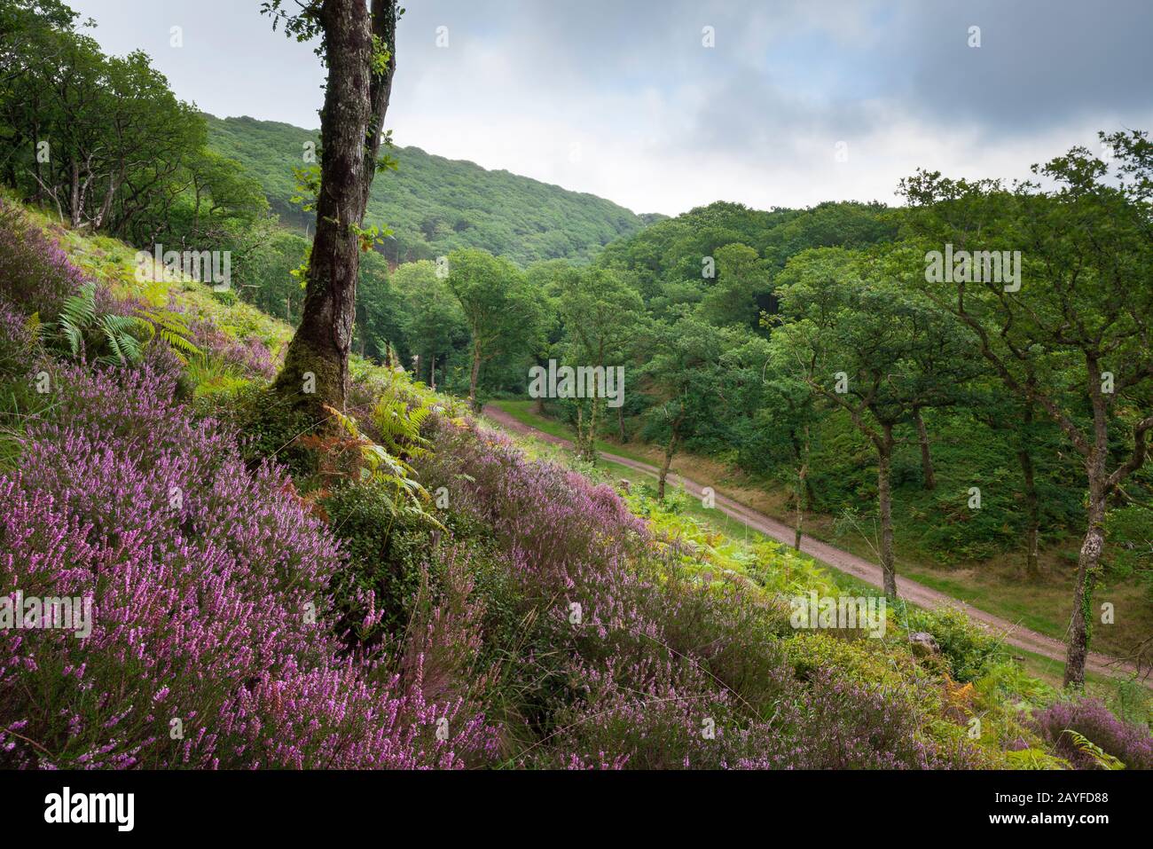 Common heather growing in a clearing in Shillett Wood in late summer ...