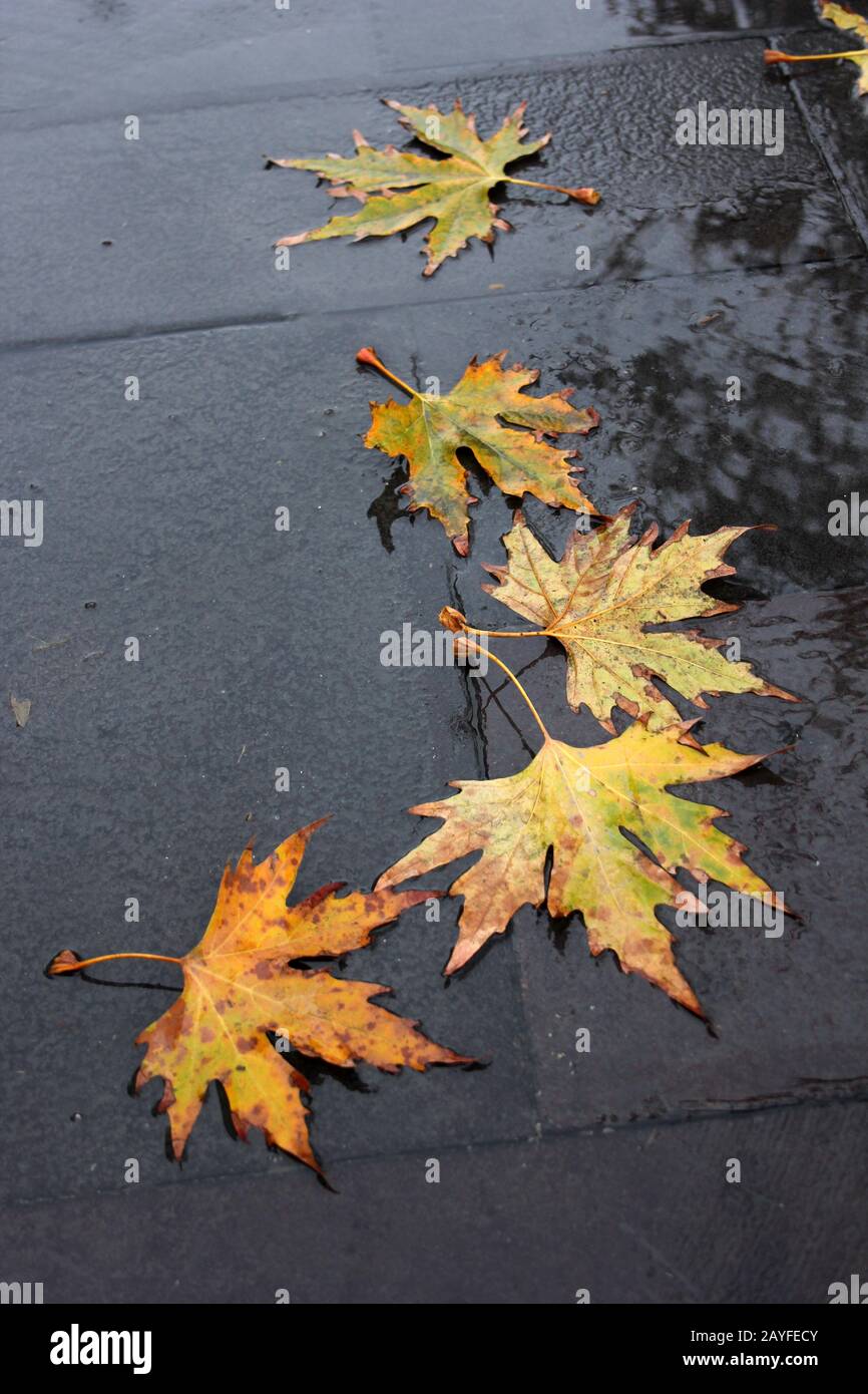 Leaves frame foliage framework fall hi-res stock photography and images ...