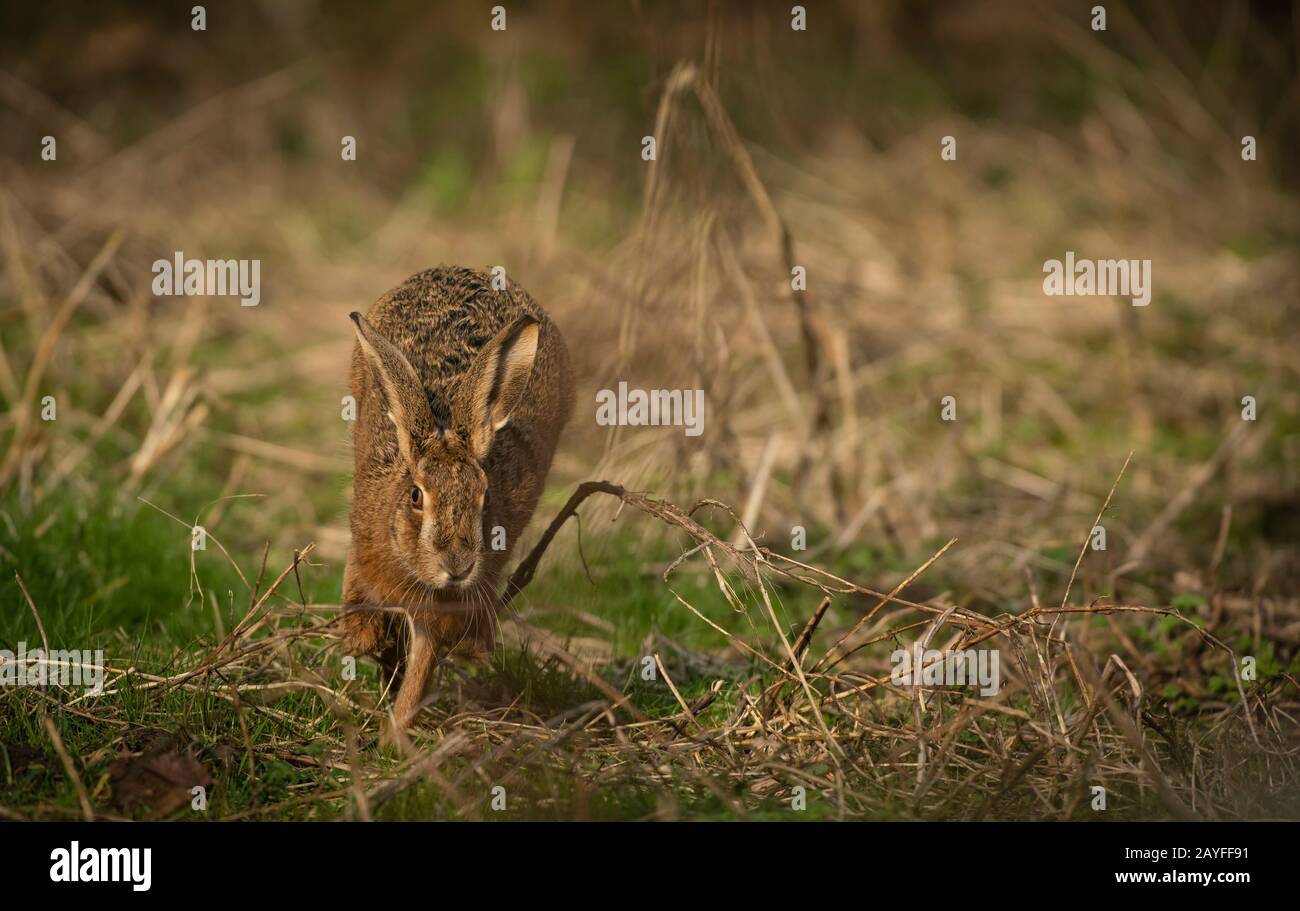 European brown hare; Lepus europaeus Stock Photo - Alamy