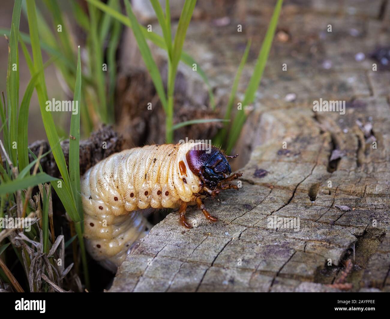 Palm weevil larvae hi-res stock photography and images - Alamy
