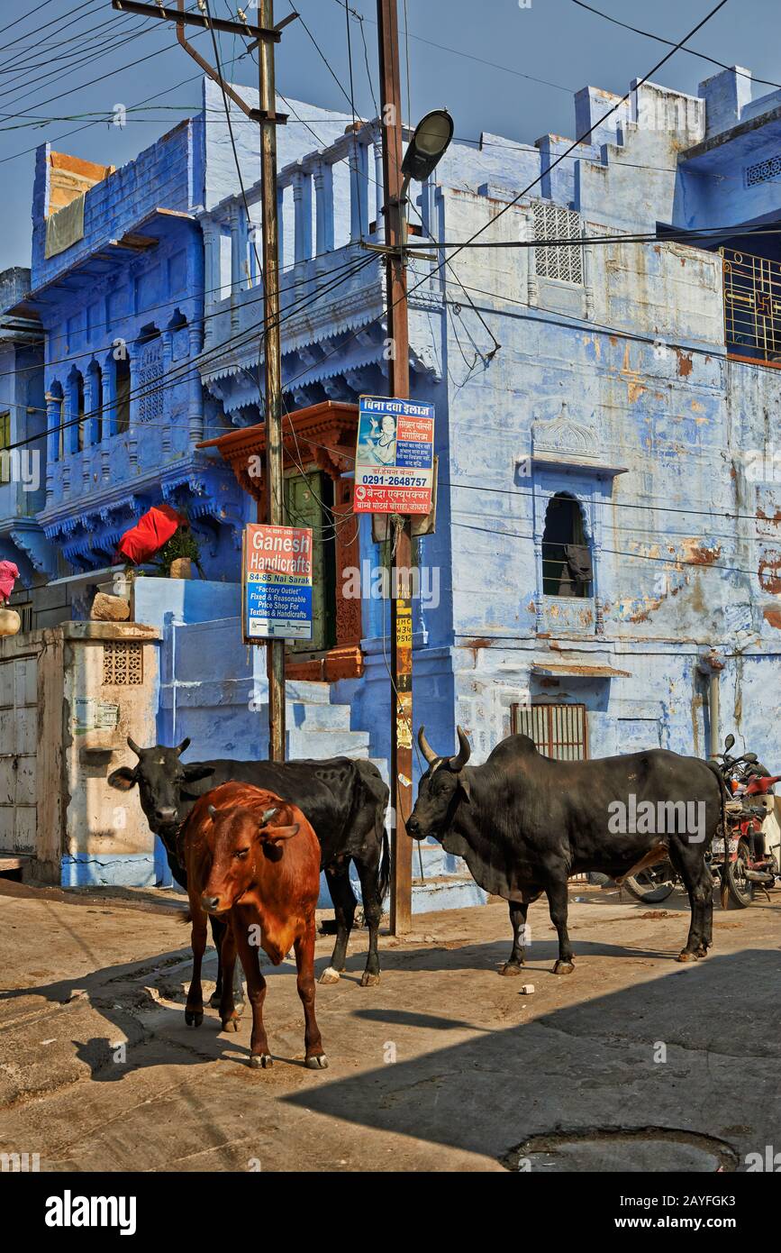 Blue City Jodhpur, Rajasthan, India Stock Photo - Alamy