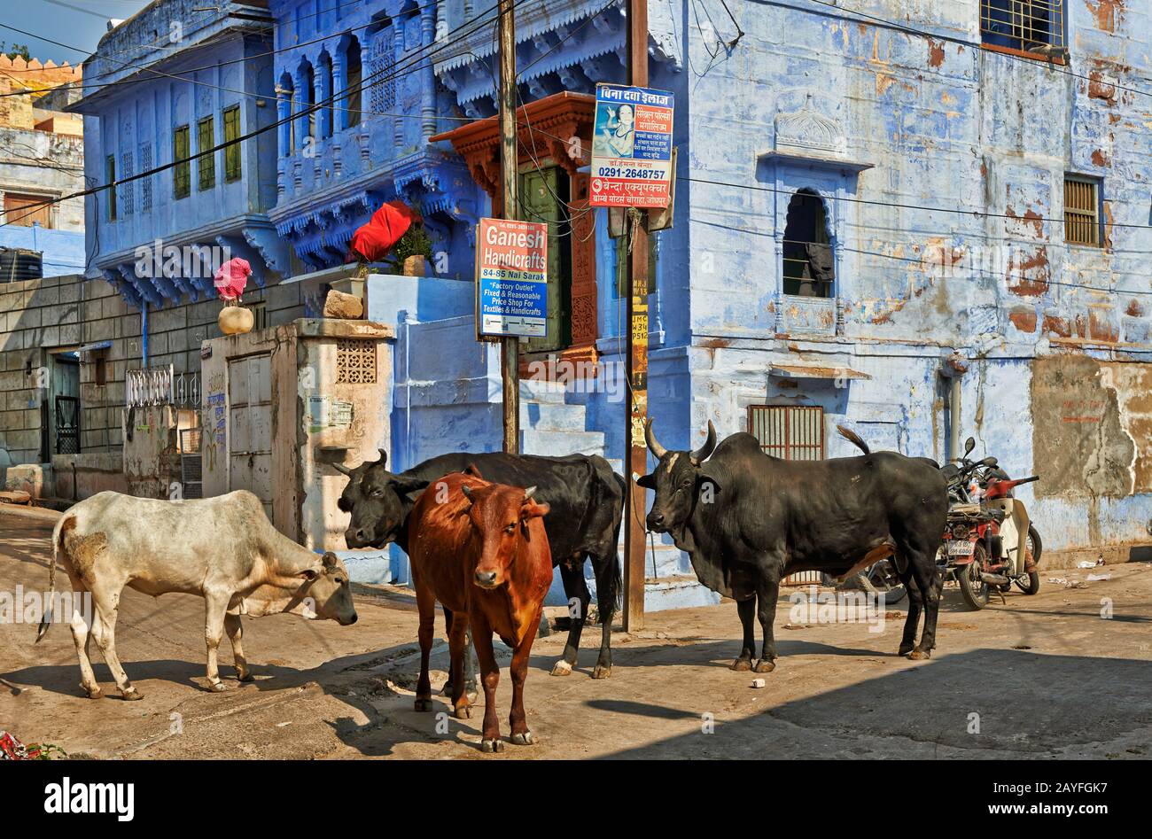 Blue City Jodhpur, Rajasthan, India Stock Photo - Alamy