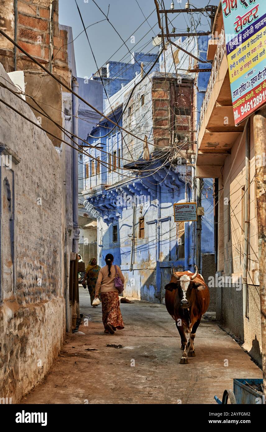 Blue City Jodhpur, Rajasthan, India Stock Photo - Alamy