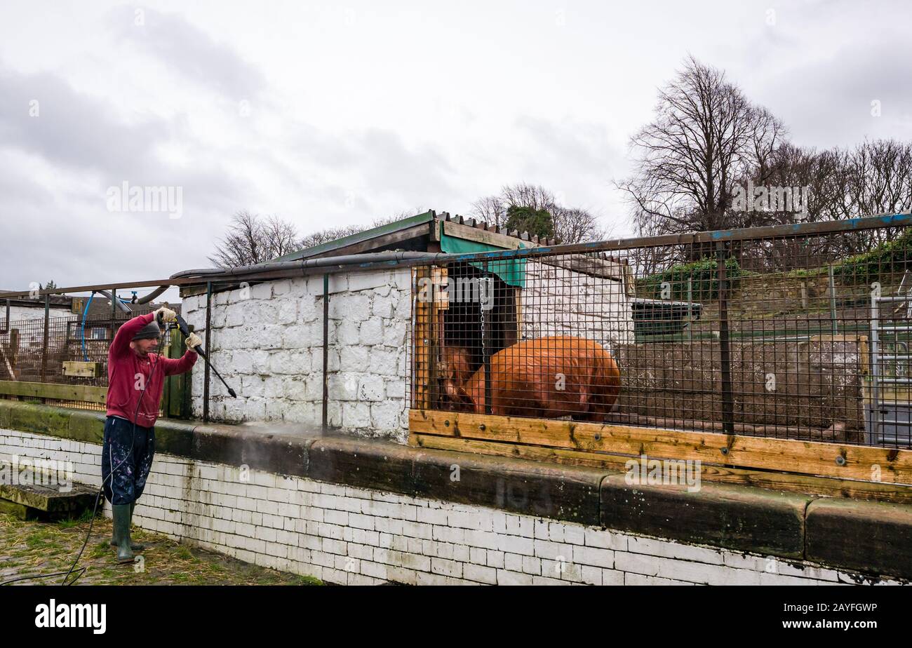 Gorgie farm pig hi-res stock photography and images - Alamy