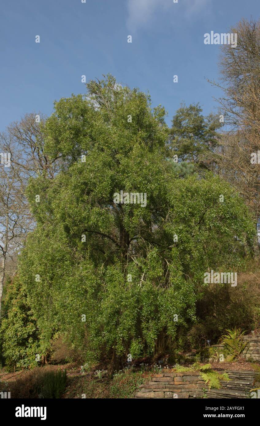 Maytenus hi-res stock photography and images - Alamy