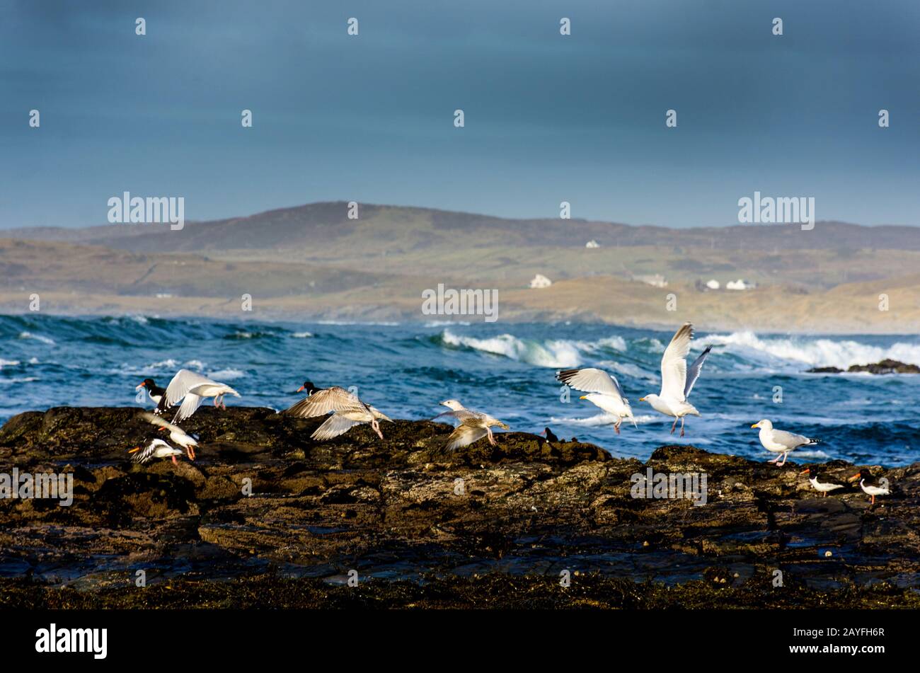 Seabirds take flight on Wild Atlantic Way, County Donegal, Ireland ...