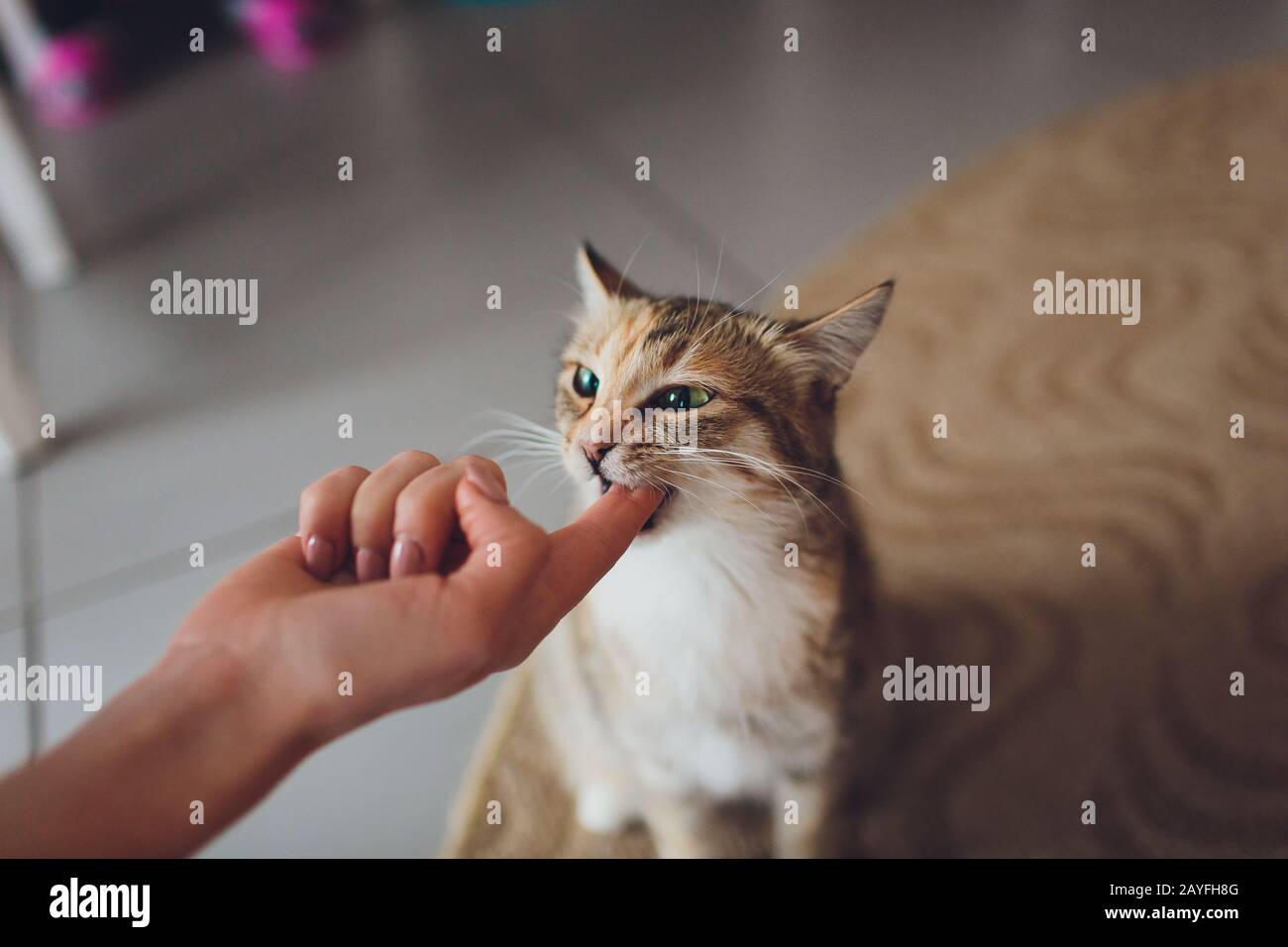 Very funny cat laughing of the close up Stock Photo - Alamy