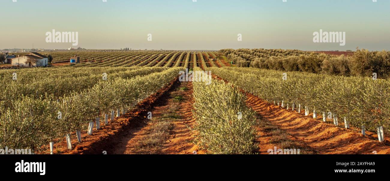 Portugal agriculture crop rural tree hi-res stock photography and ...
