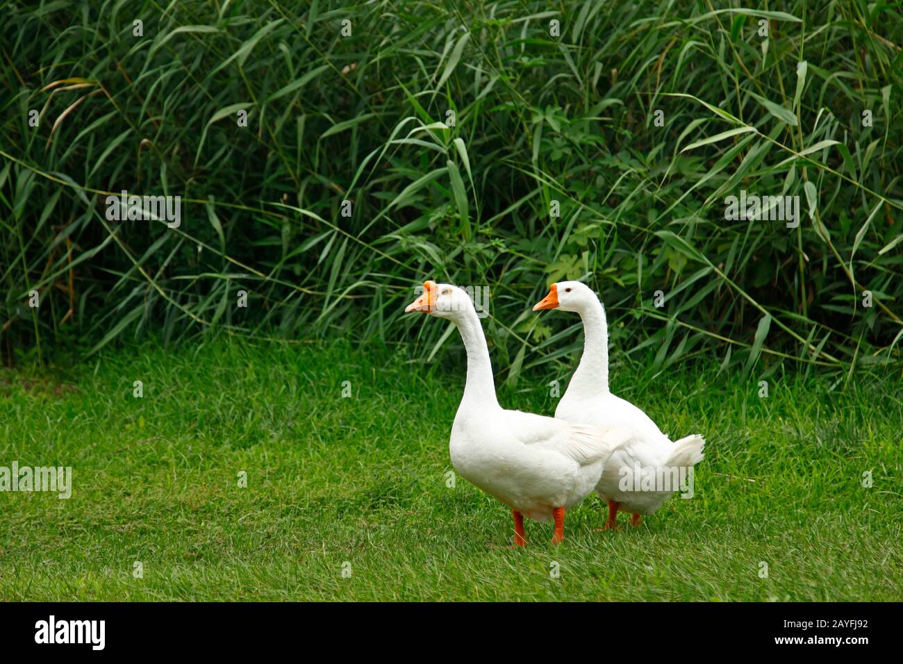 Two white goose Stock Photo - Alamy