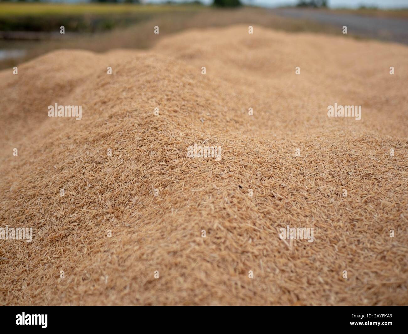 Rice husk hi-res stock photography and images - Alamy