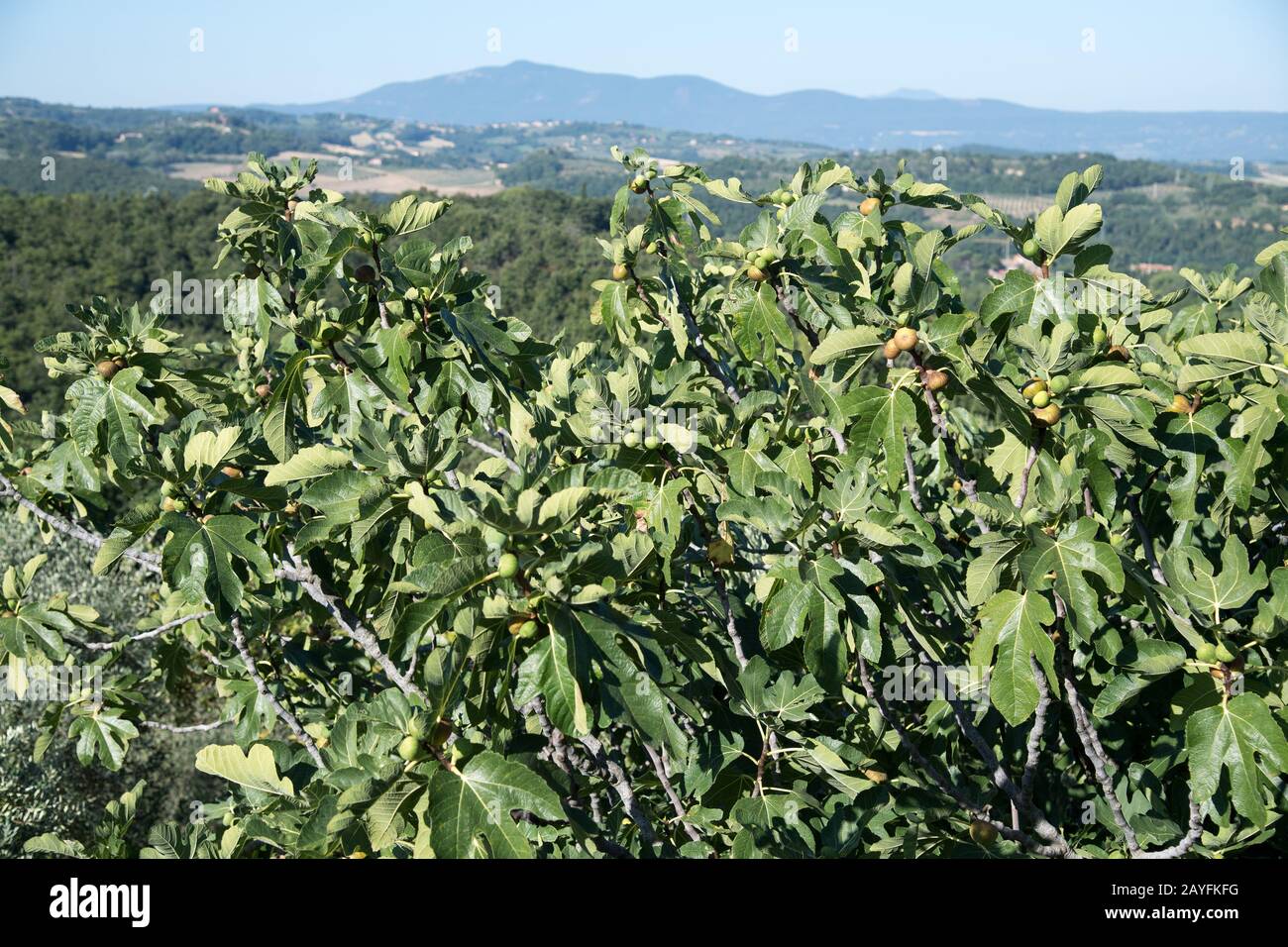 Common fig tree hi-res stock photography and images - Alamy