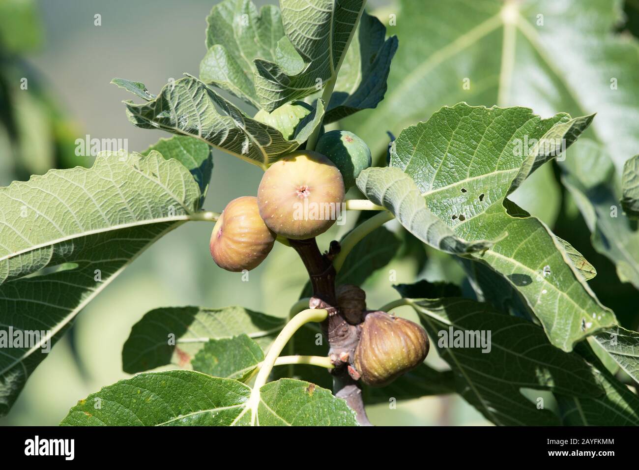 Common fig tree hi-res stock photography and images - Alamy